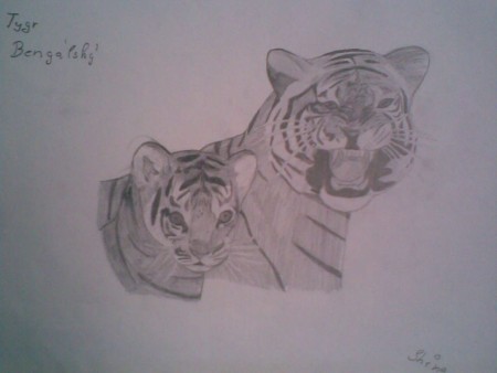 Tygr Bengálský :: Shina-kresby-foto
